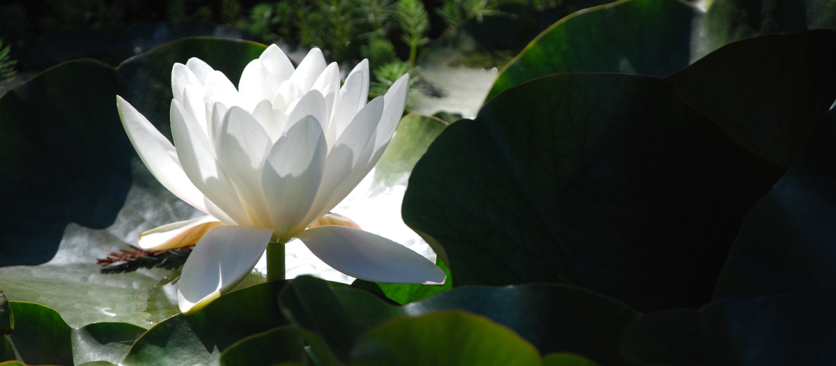 Lotus Lilly – Workday Wanderlust